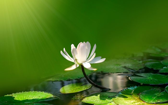 Test: welke yogastijl bij jou? ⋆ Yoga Online